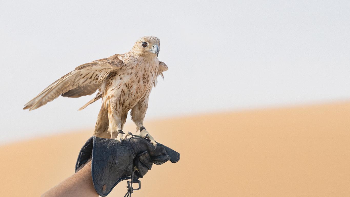 Dubai Falconry Experience – Private Tour | TourBeez